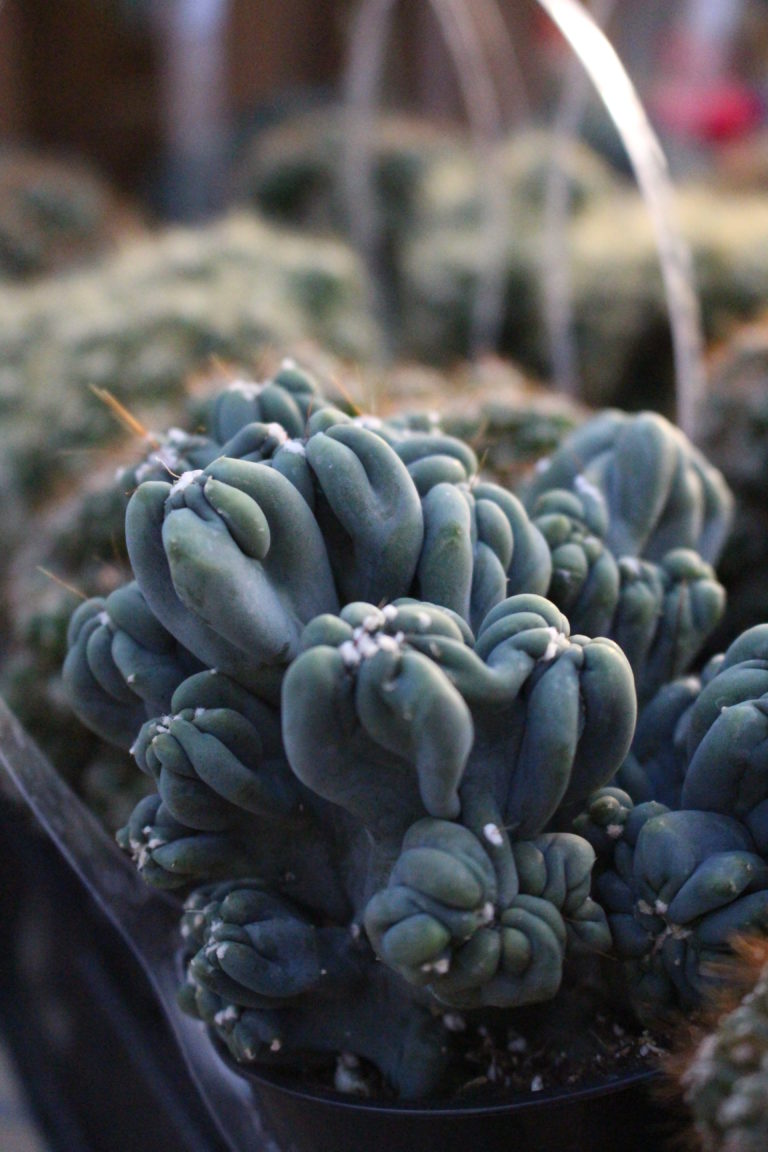 ‘Ming Thing’ Cactus – Creekside Home and Garden