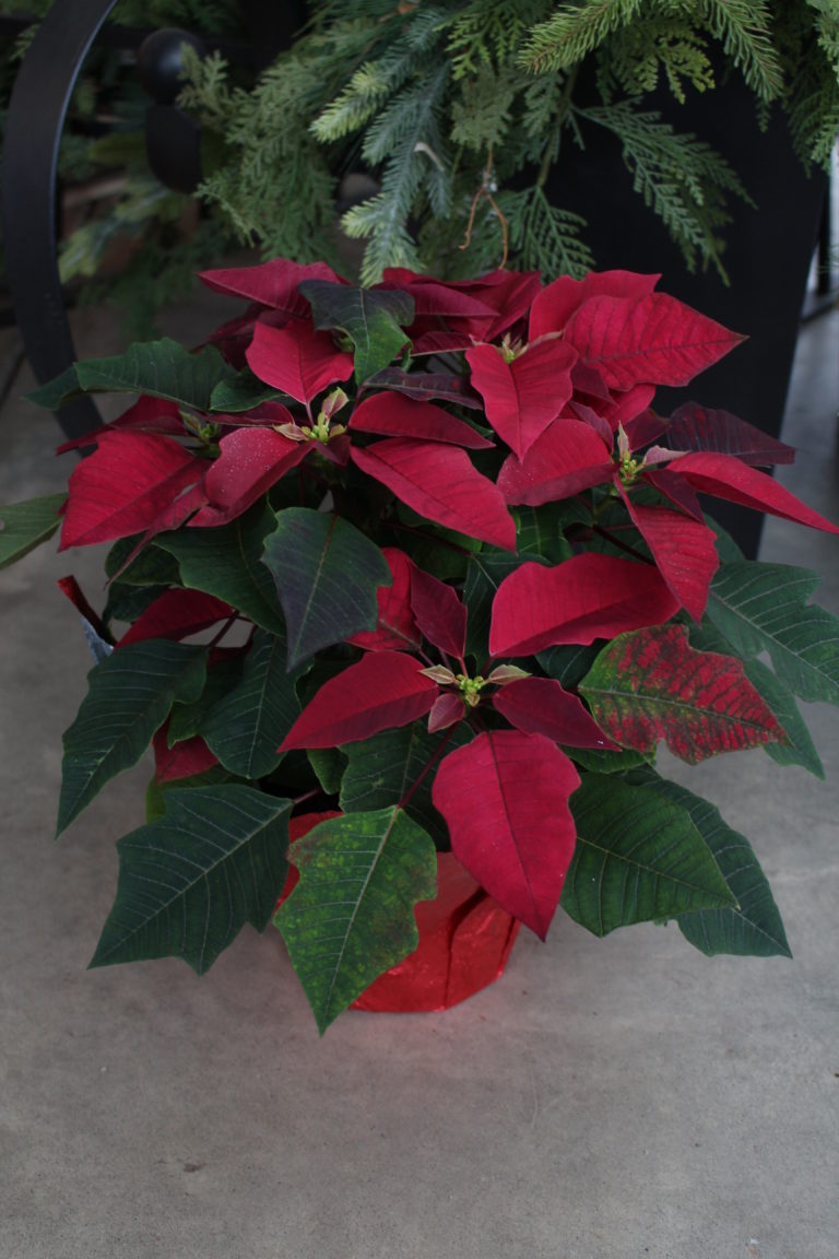 ‘Burgundy’ Poinsettia – Creekside Home and Garden